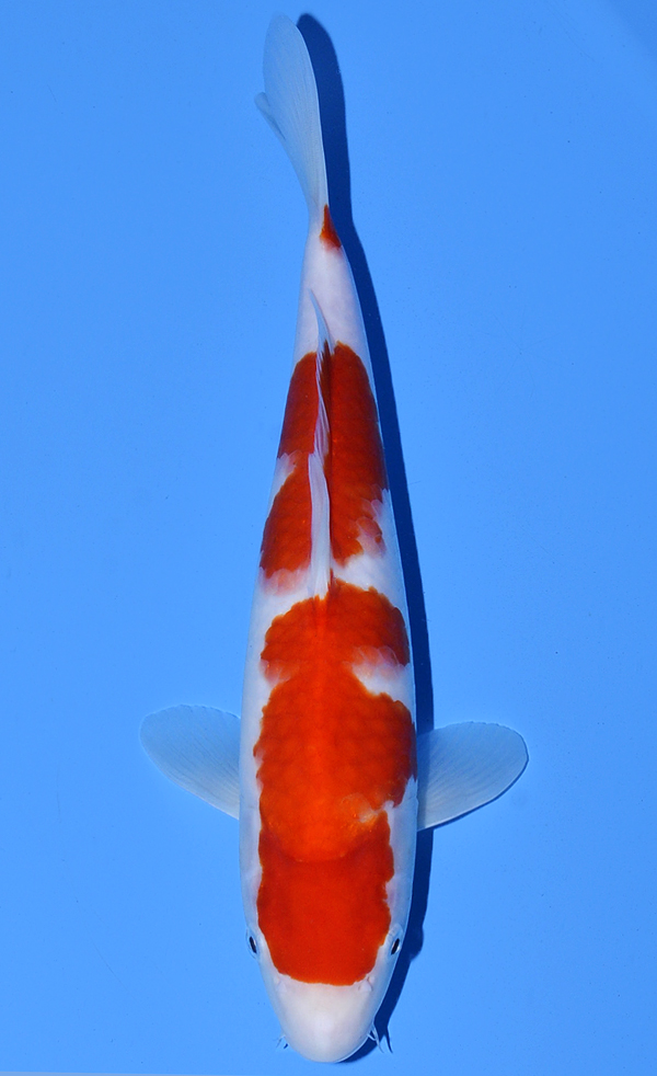 Koi Auction